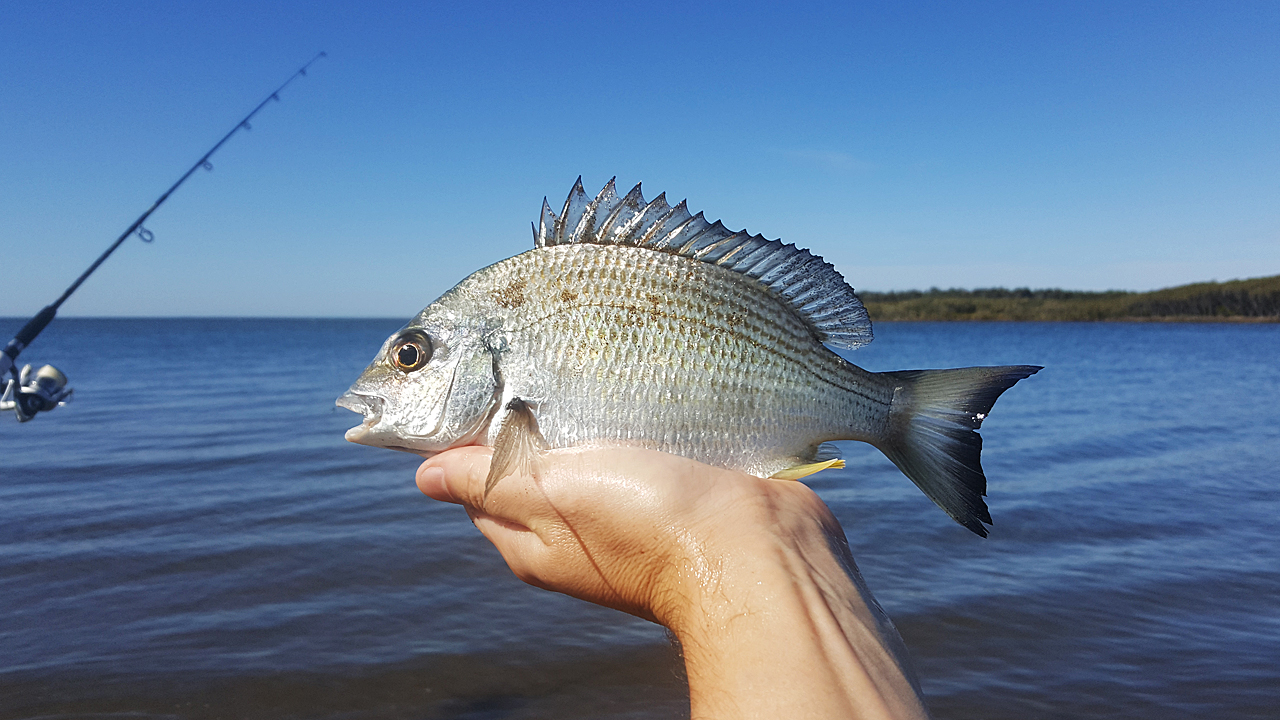bream bashing at nudgee beach | jake williamson's blog