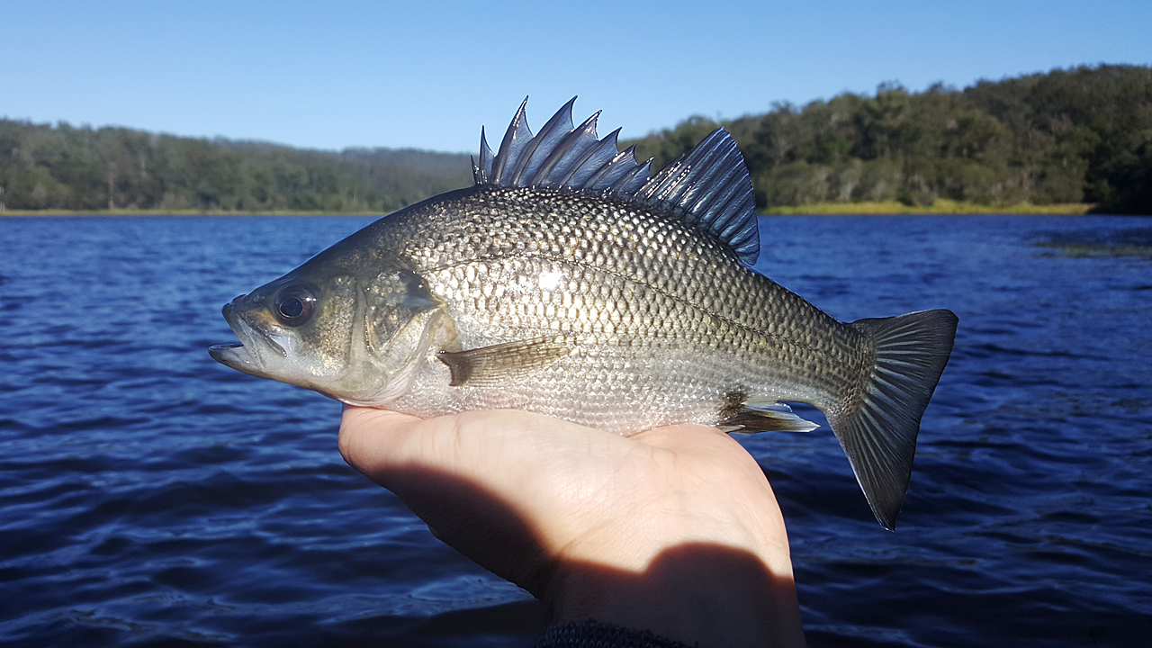 crazy windy morning bass fishing at enoggera reservoir | jake ...